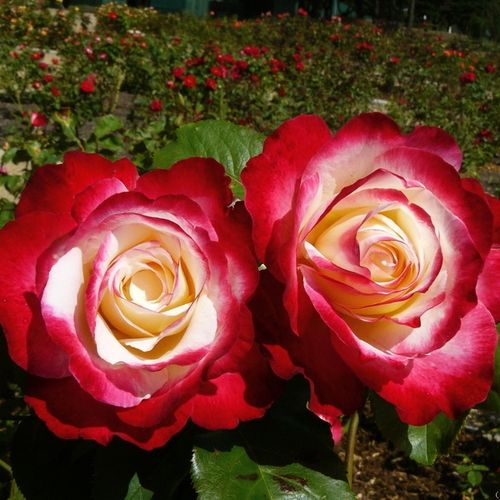 Rosa Double Delight - rouge - blanche - rosiers hybrides de thé ...