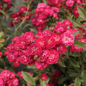 Rood - polyantha roos - zacht geurende roos - Rosa Fairy Dance ...