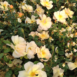 Pimprenelle - ground cover rose - yellow - discrete fragrance - Roses ...
