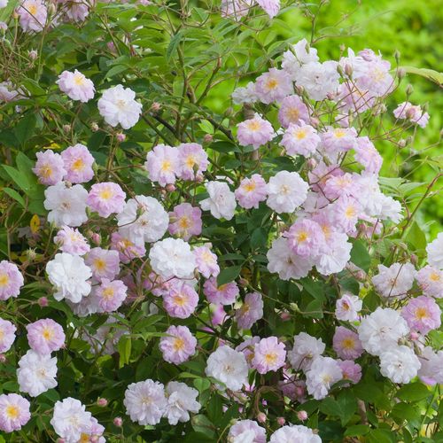 Rosa Little Rambler - rose - rosiers grimpants - parfum intense ...