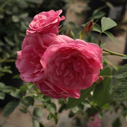 Floribundarosen - rosa - Rosa Morden Ruby™ - diskret duftend - Rosen ...