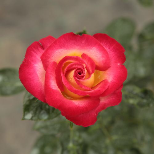 Gelb - Rot - floribunda-grandiflora rosen - stark duftend - Rosa Dick ...