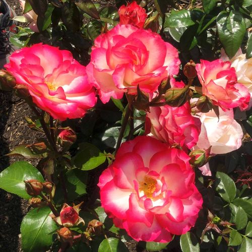Gelb - Rot - floribunda-grandiflora rosen - stark duftend - Rosa Dick ...