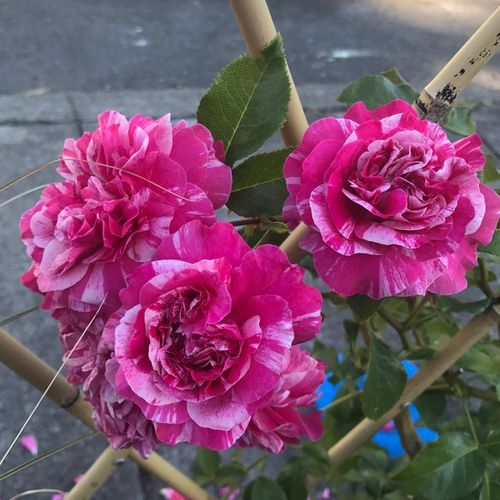 Rosa-Weiß - kletterrosen - diskret duftend - Rosa Ines Sastre® - Rosen ...